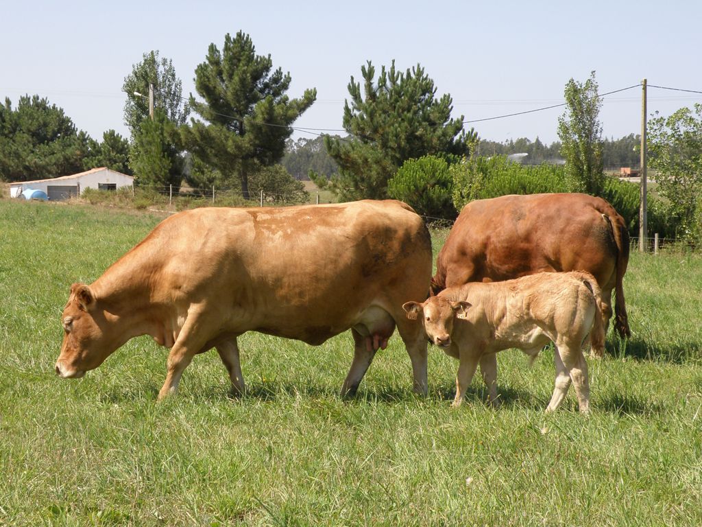Associação Portuguesa de Criadores de Bovinos Raça Limousine